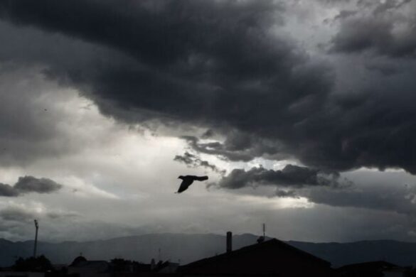 Καυγάς τσίχλας με δυο κοτσύφια για ένα...μήλο...VIDEO | iHunt